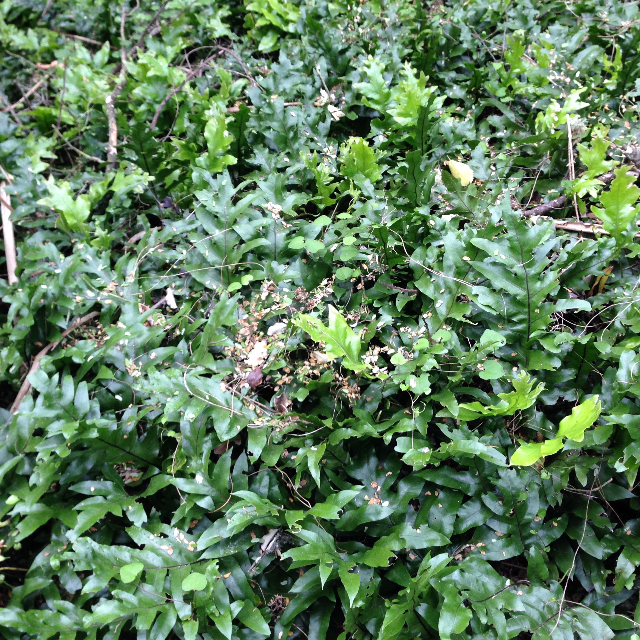 Jollies Bush, Trip #55 – Critter Club – Journal