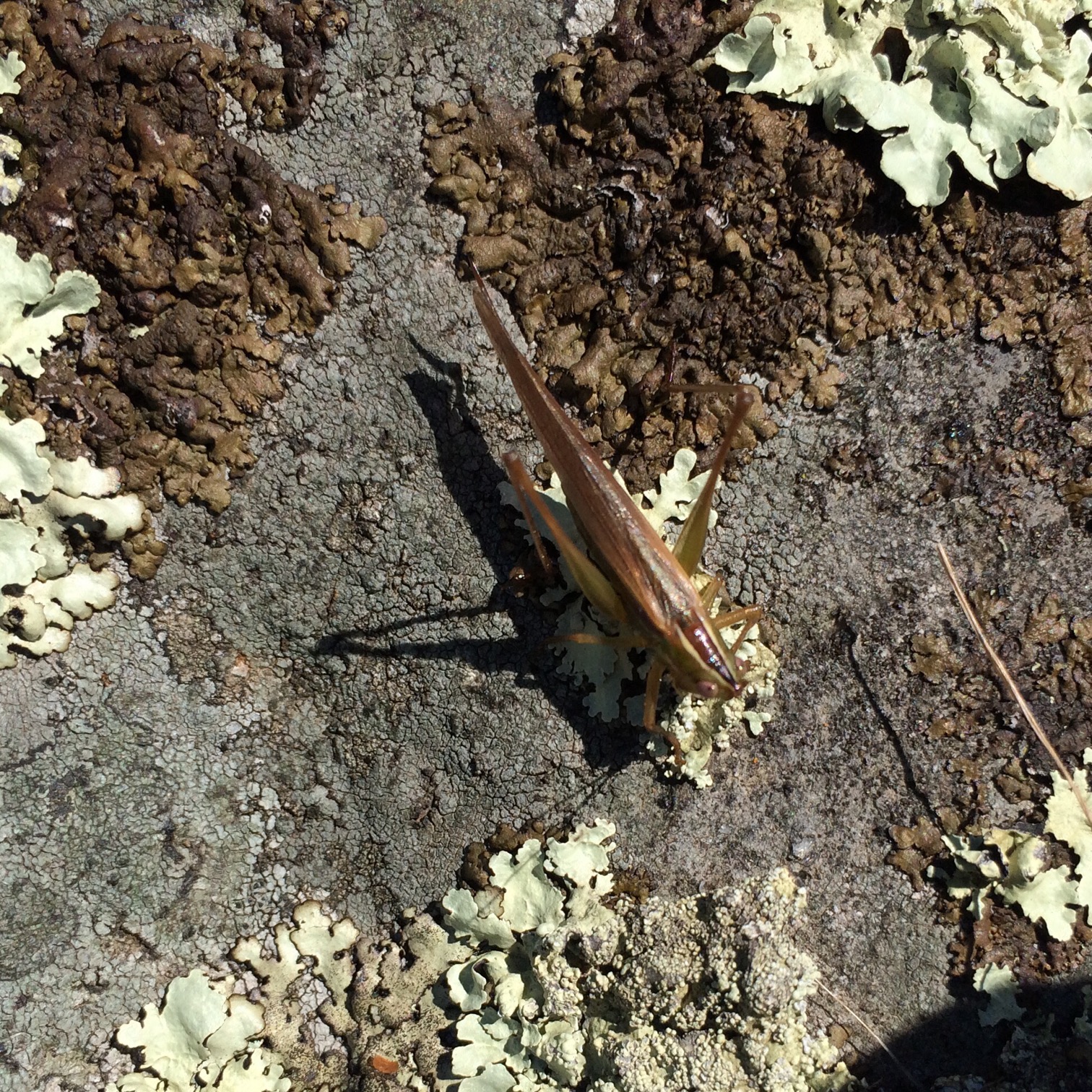 John Britten Reserve, Trip #59 – Critter Club – Journal