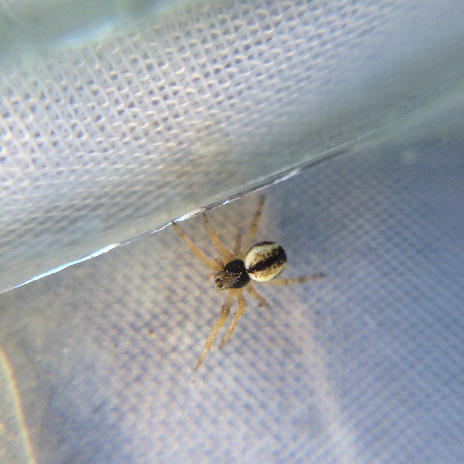 John Britten Reserve, Trip #59 – Critter Club – Journal