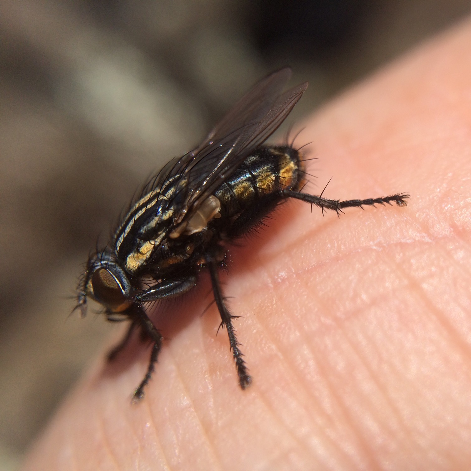 John Britten Reserve, Trip #59 – Critter Club – Journal