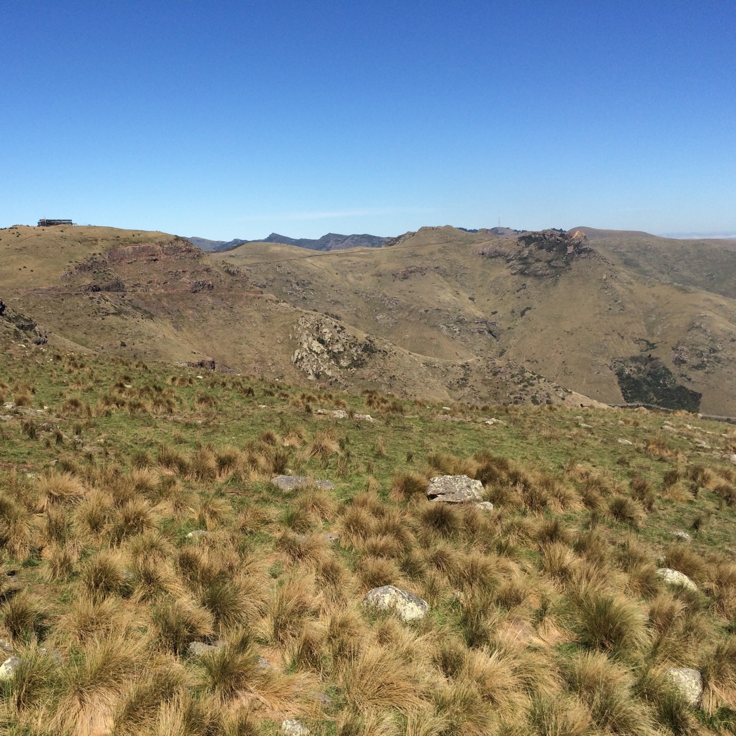 John Britten Reserve, Trip #59 – Critter Club – Journal