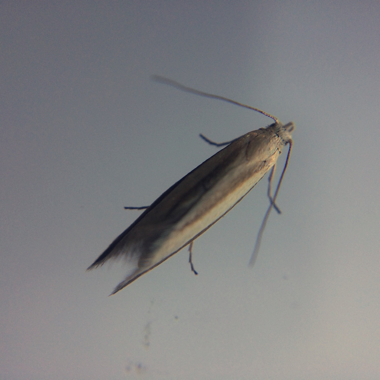 John Britten Reserve, Trip #59 – Critter Club – Journal