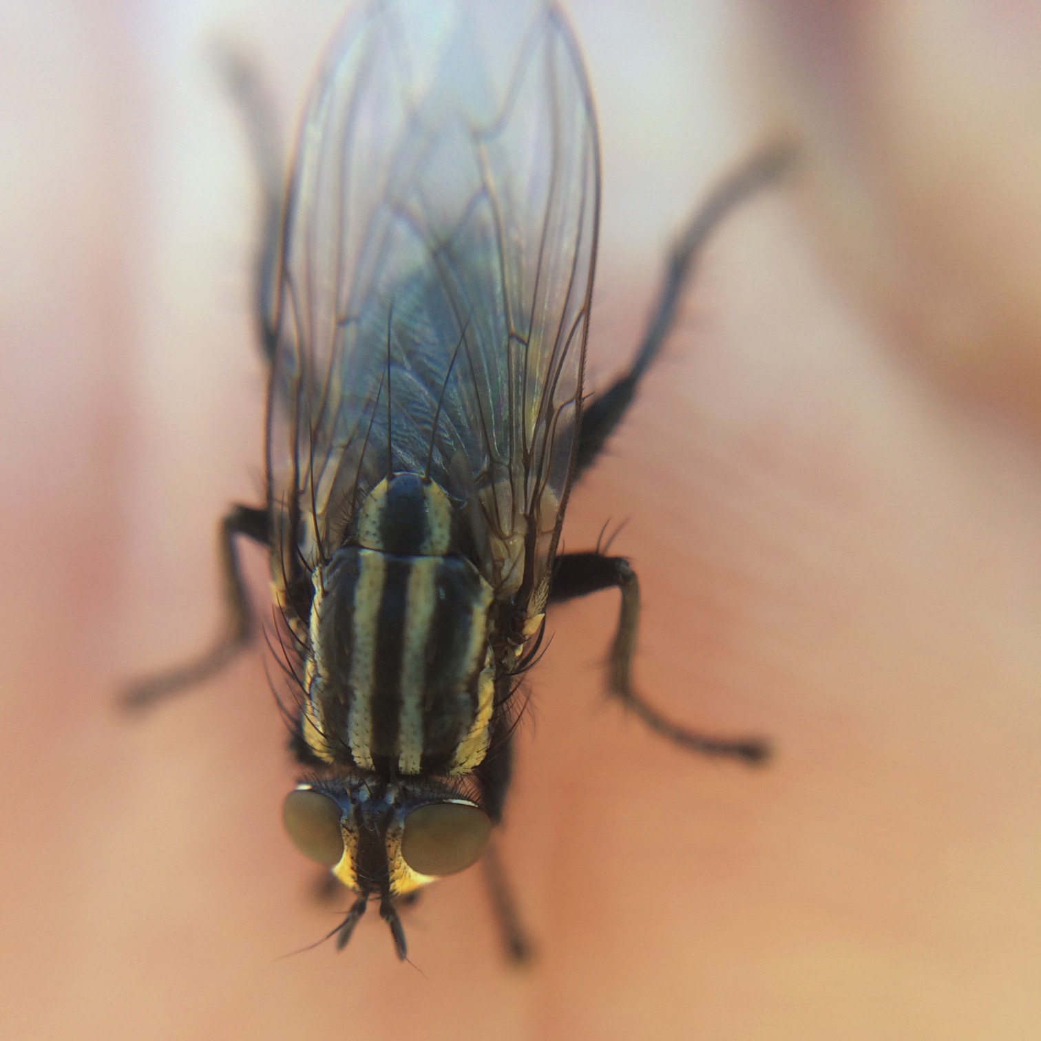 John Britten Reserve, Trip #59 – Critter Club – Journal