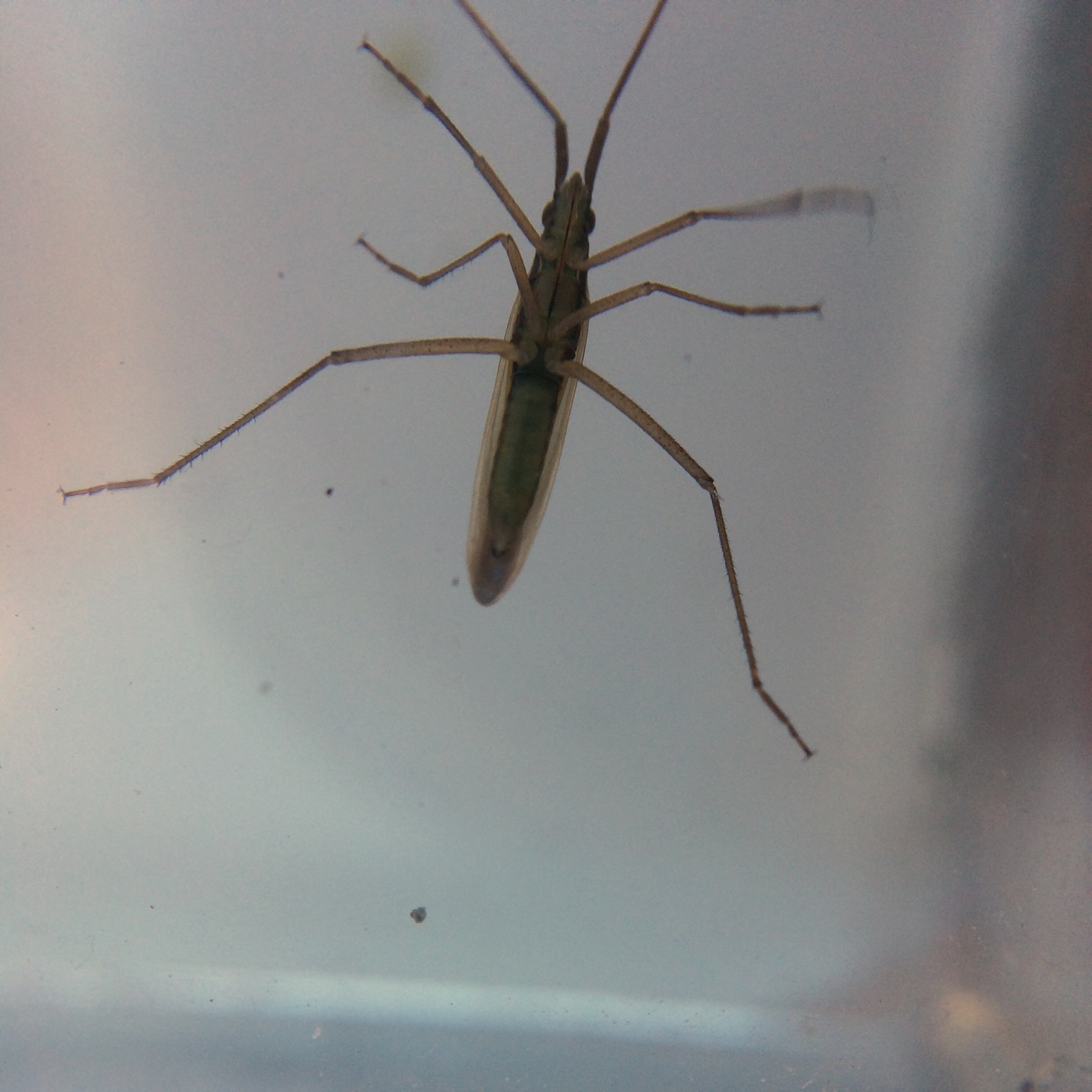 John Britten Reserve, Trip #59 – Critter Club – Journal