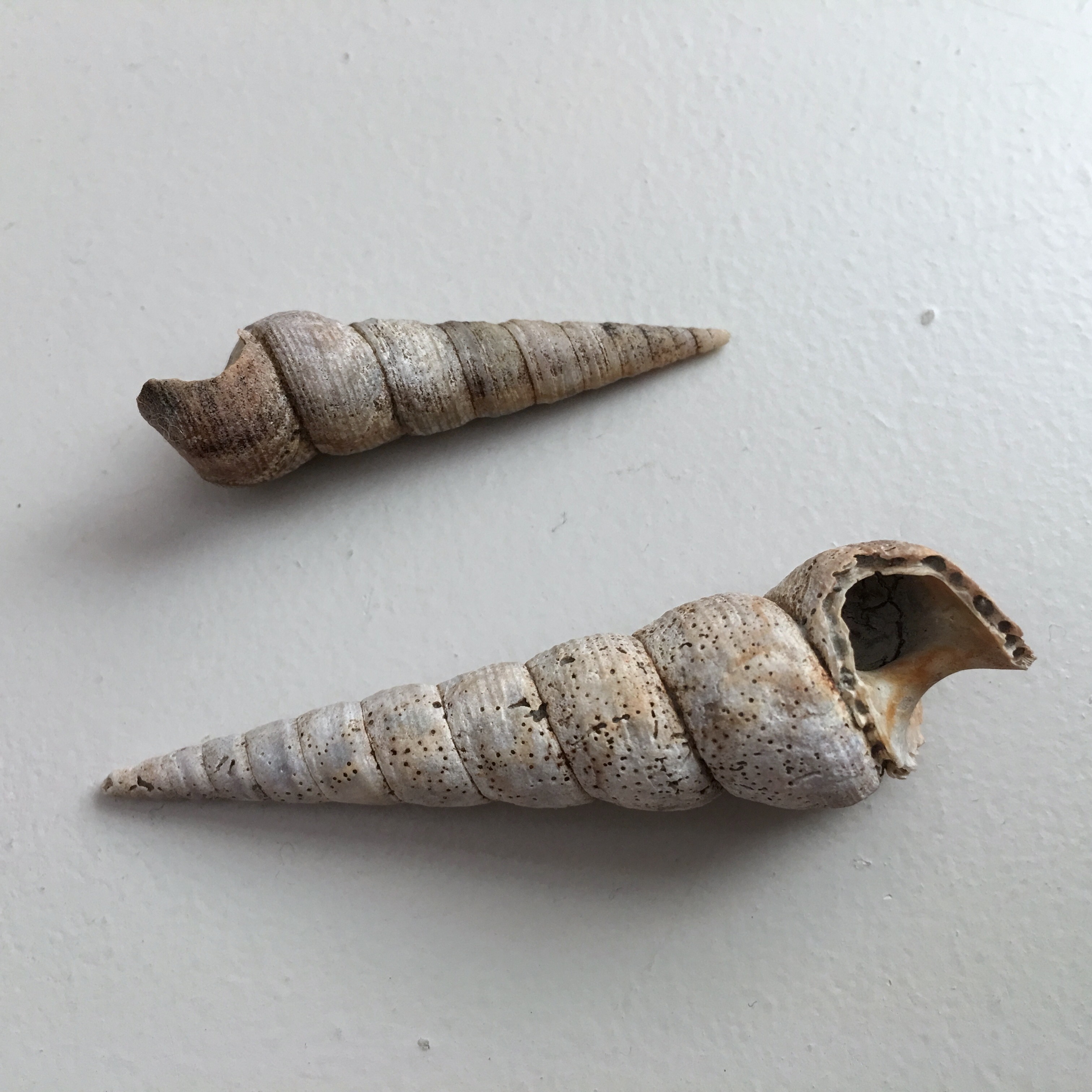 Governors Bay mudflats, Trip #62 – Critter Club – Journal