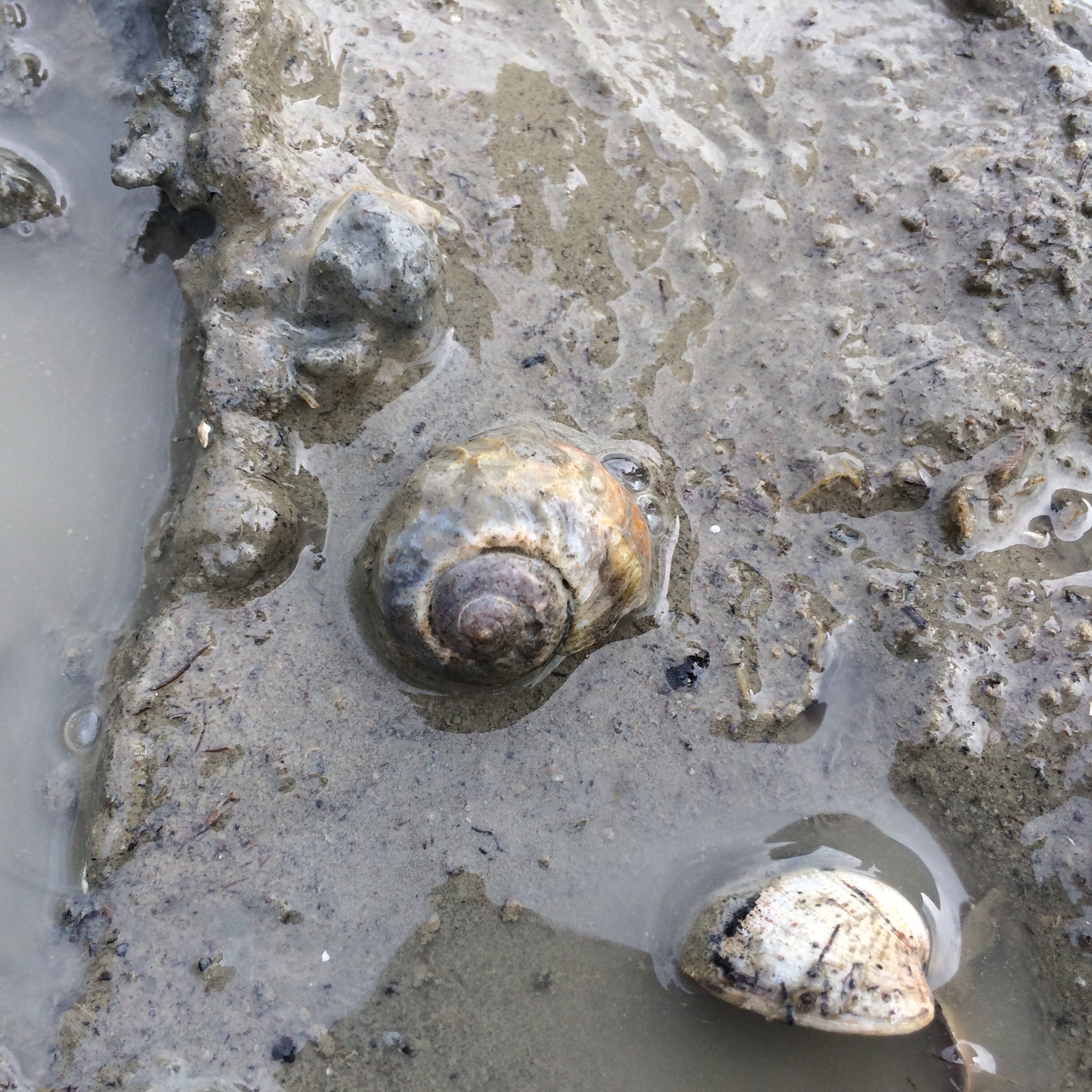 Governors Bay mudflats, Trip #62 – Critter Club – Journal