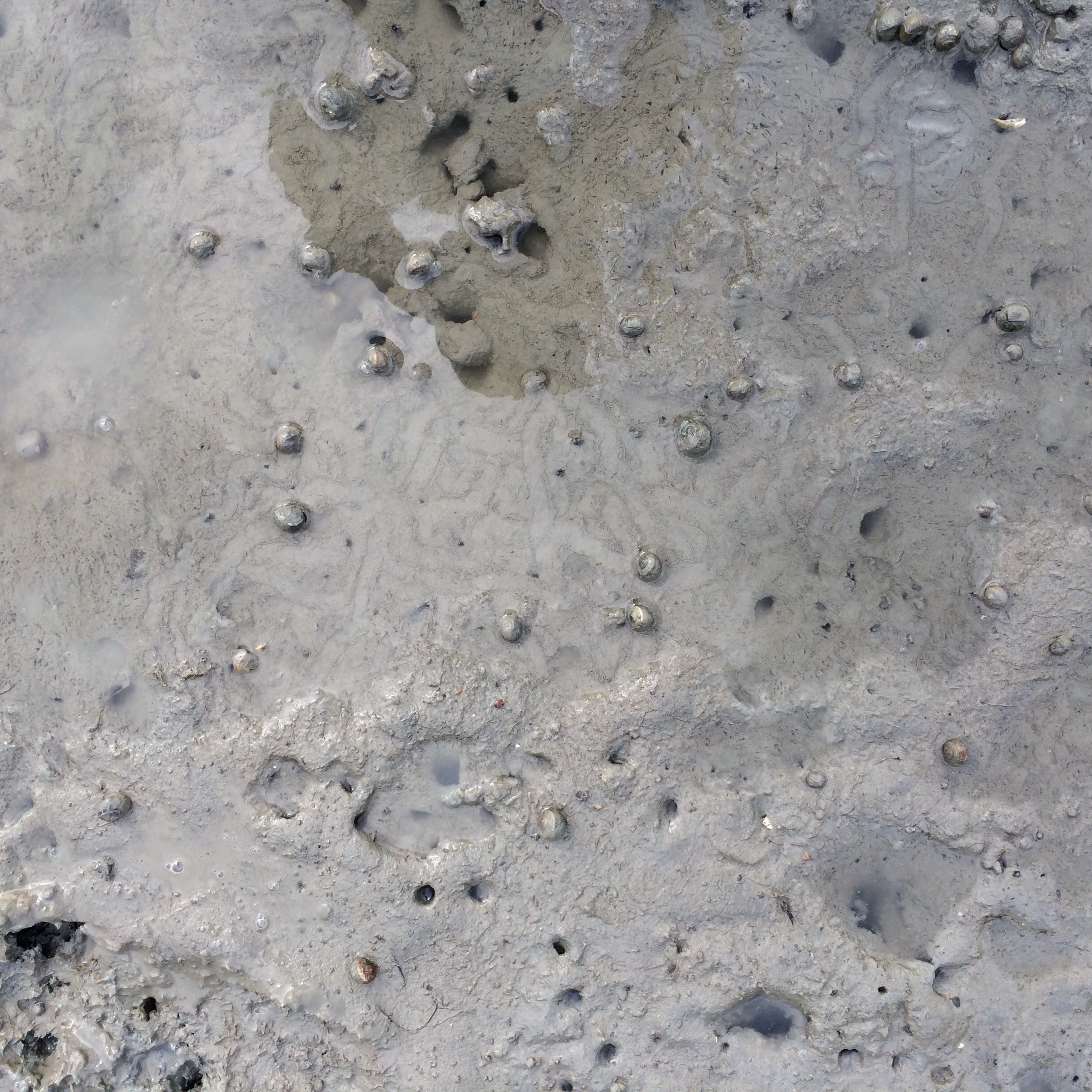 Governors Bay mudflats, Trip #62 – Critter Club – Journal