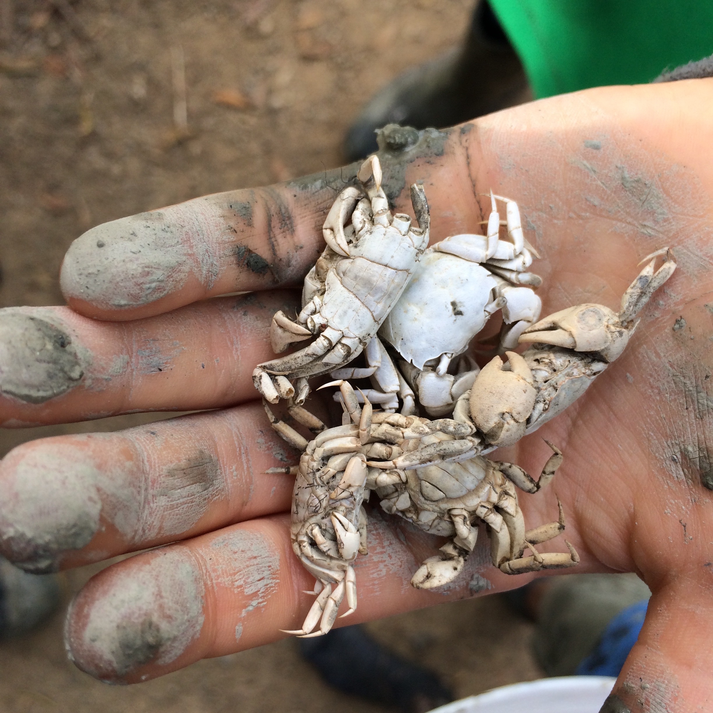 Governors Bay mudflats, Trip #62 – Critter Club – Journal