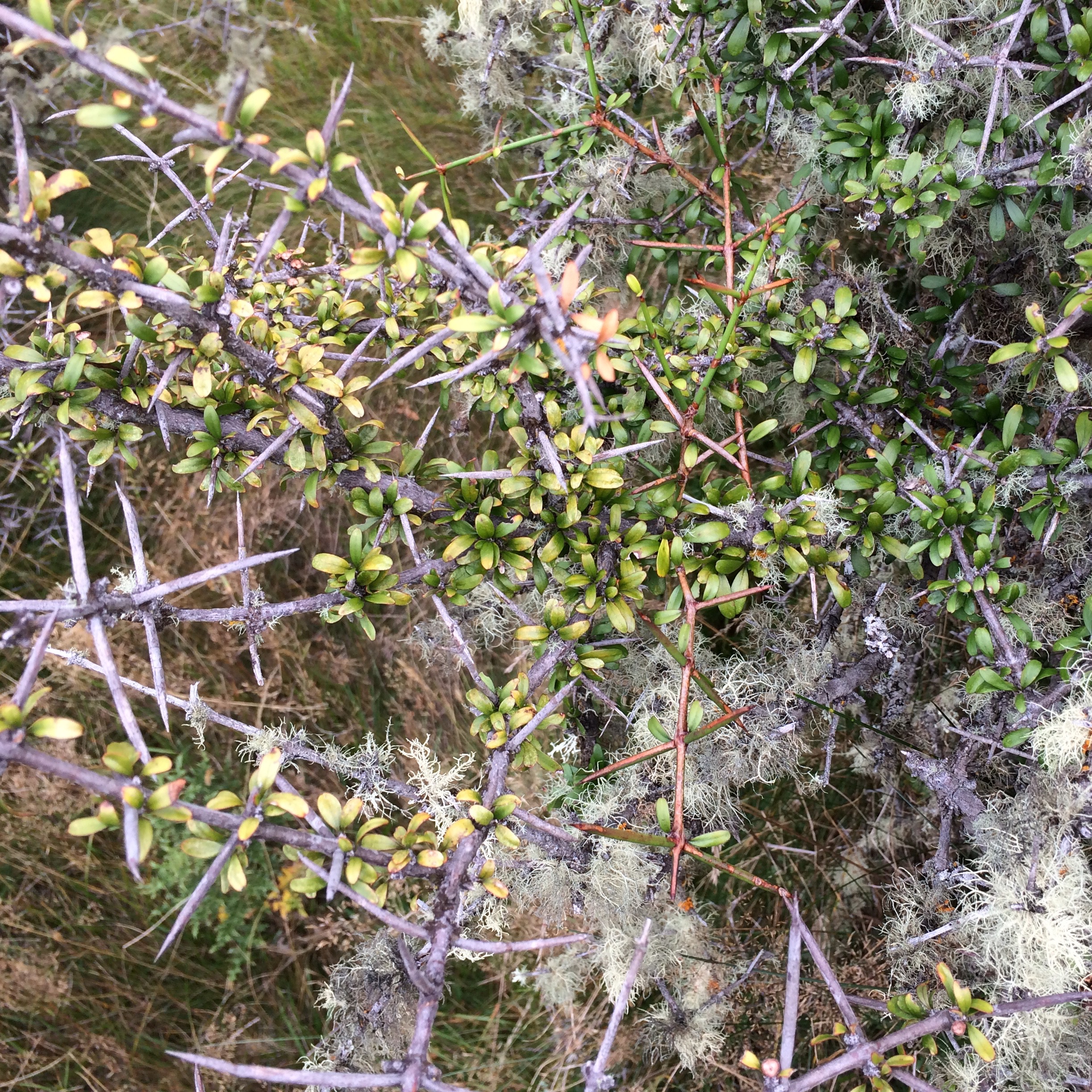 Kura Tāwhiti, Trip #64 – Critter Club – Journal