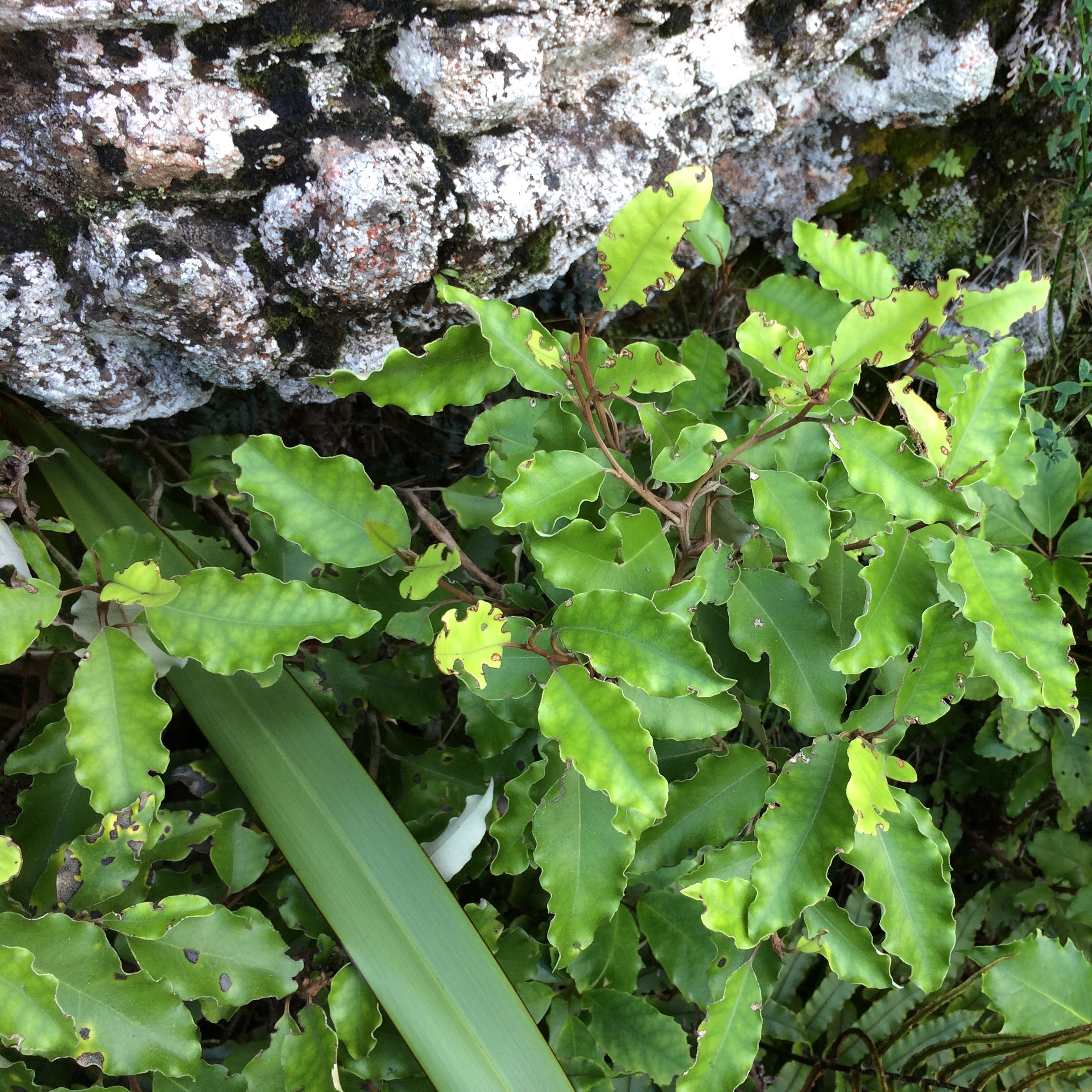 Thomson Park Scenic Reserve, Trip #65 – Critter Club – Journal