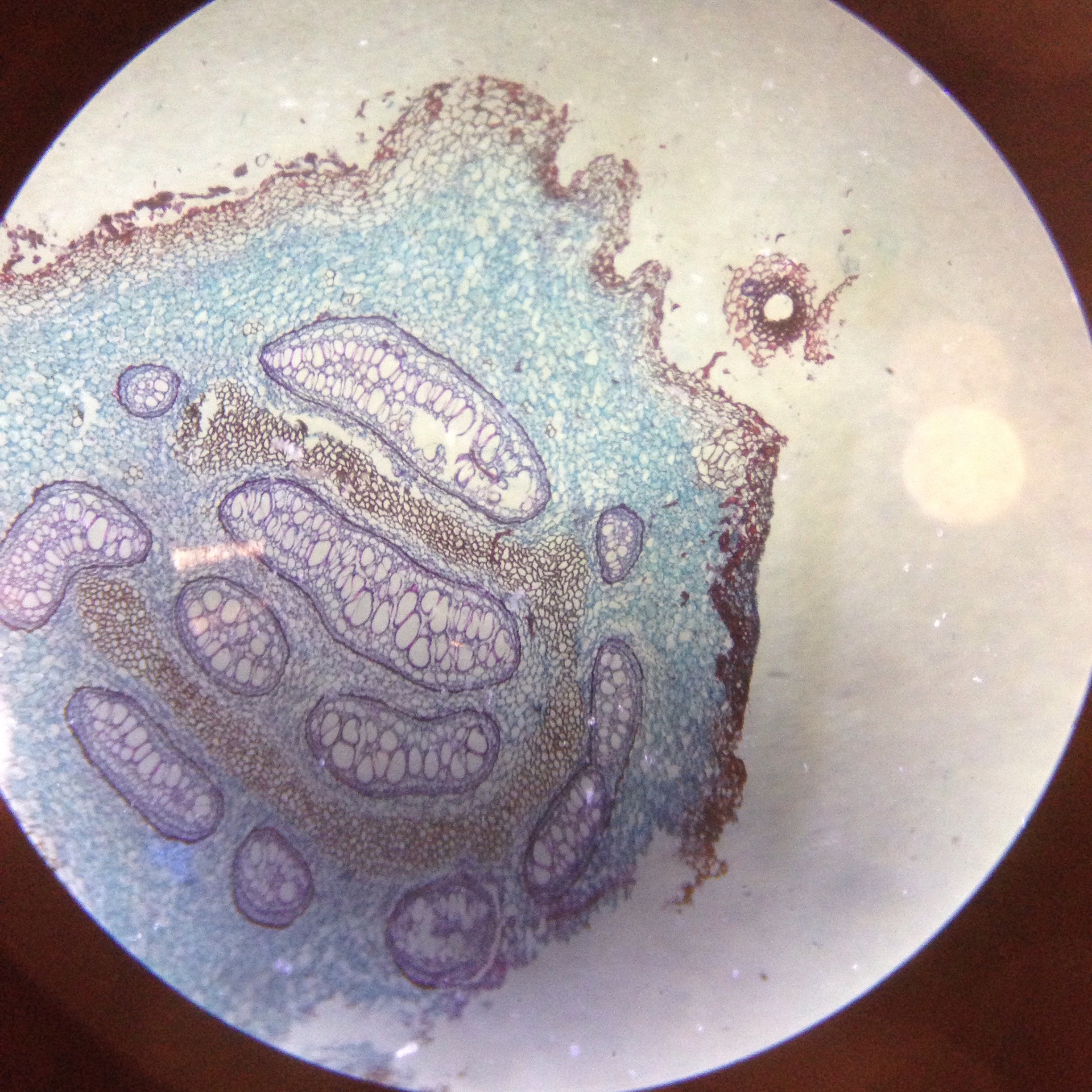 Microscope, Trip #66 – Critter Club – Journal