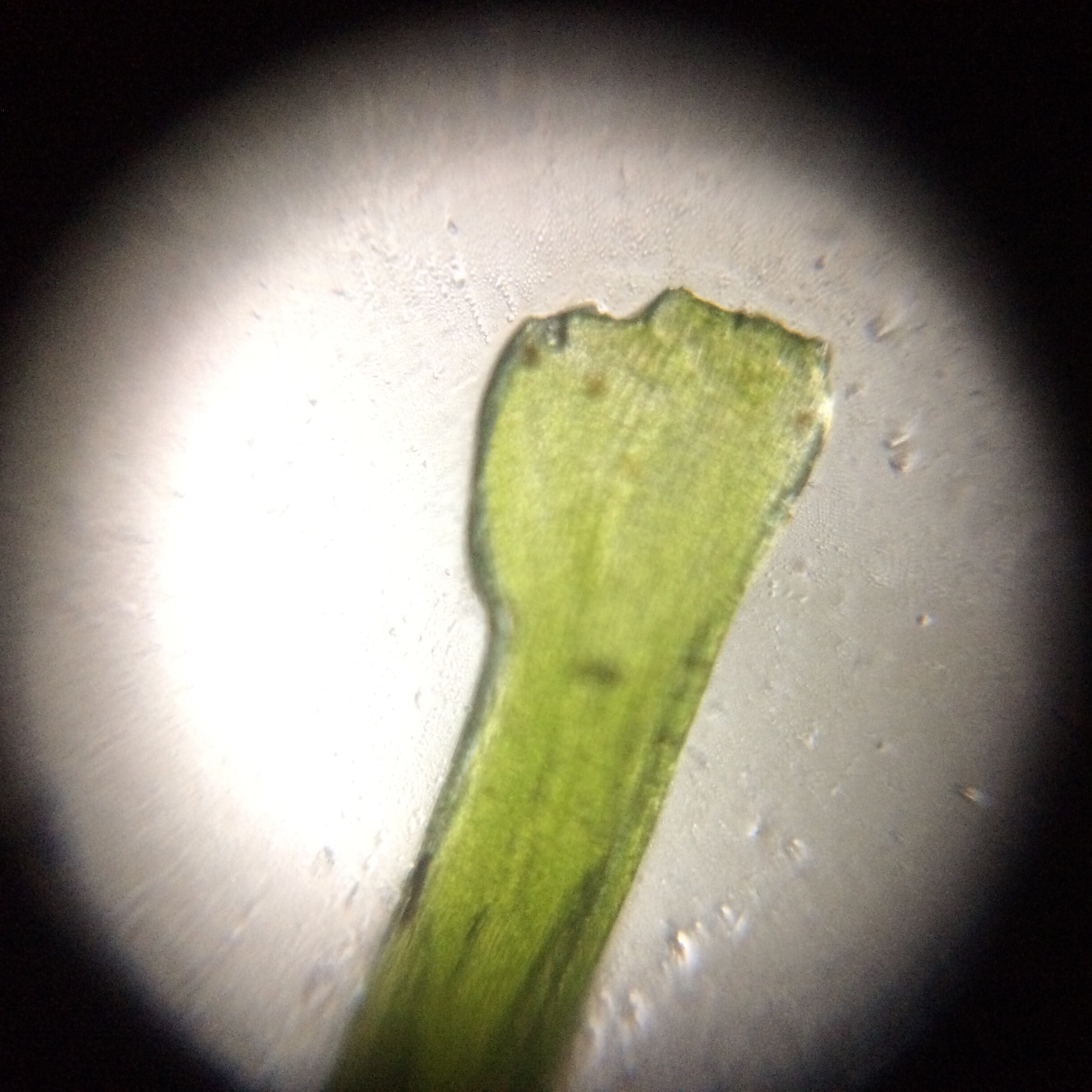 Microscope, Trip #66 – Critter Club – Journal