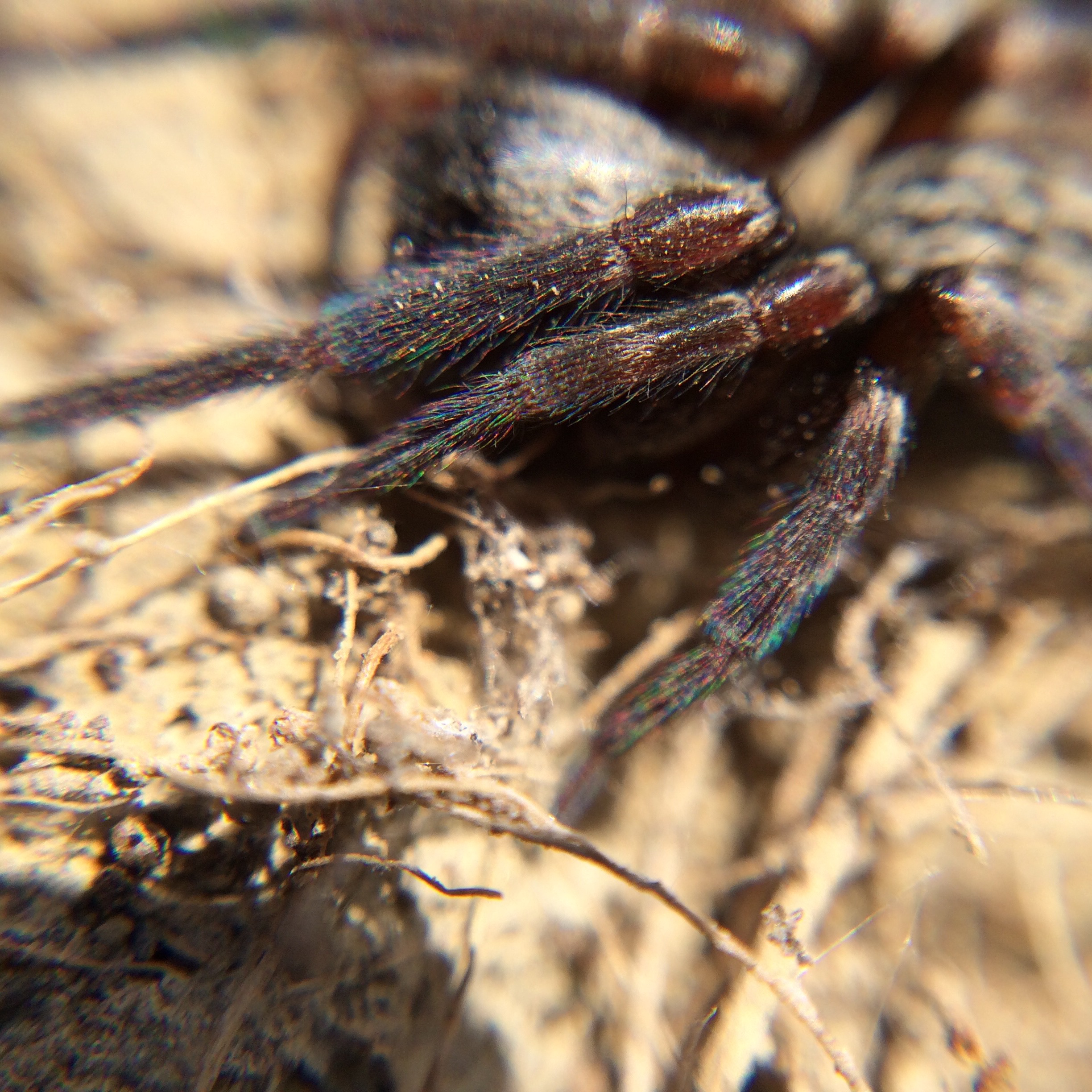 Lower Heathcote River, Trip #75 – Critter Club – Journal