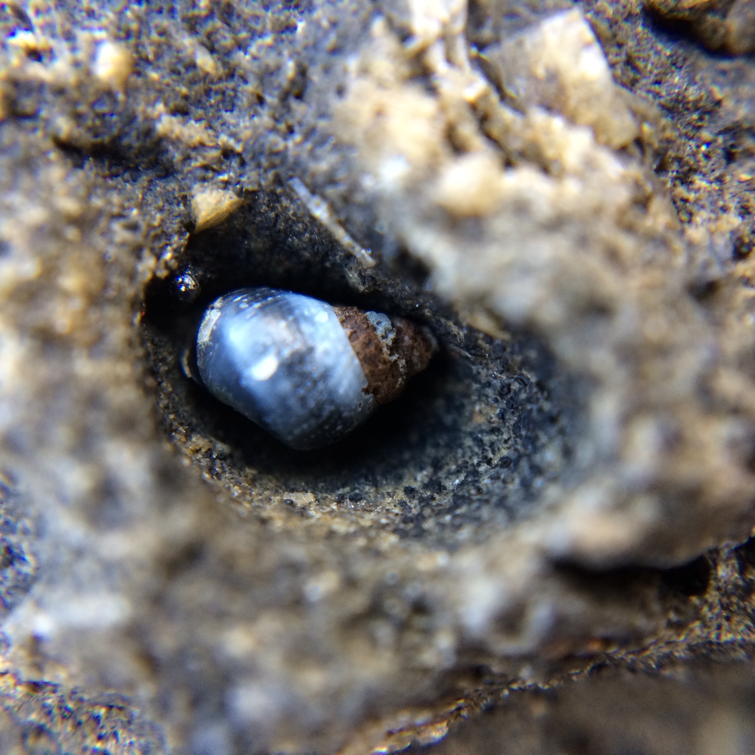 Taylor’s Mistake Rock Pools, Trip #76 – Critter Club – Journal