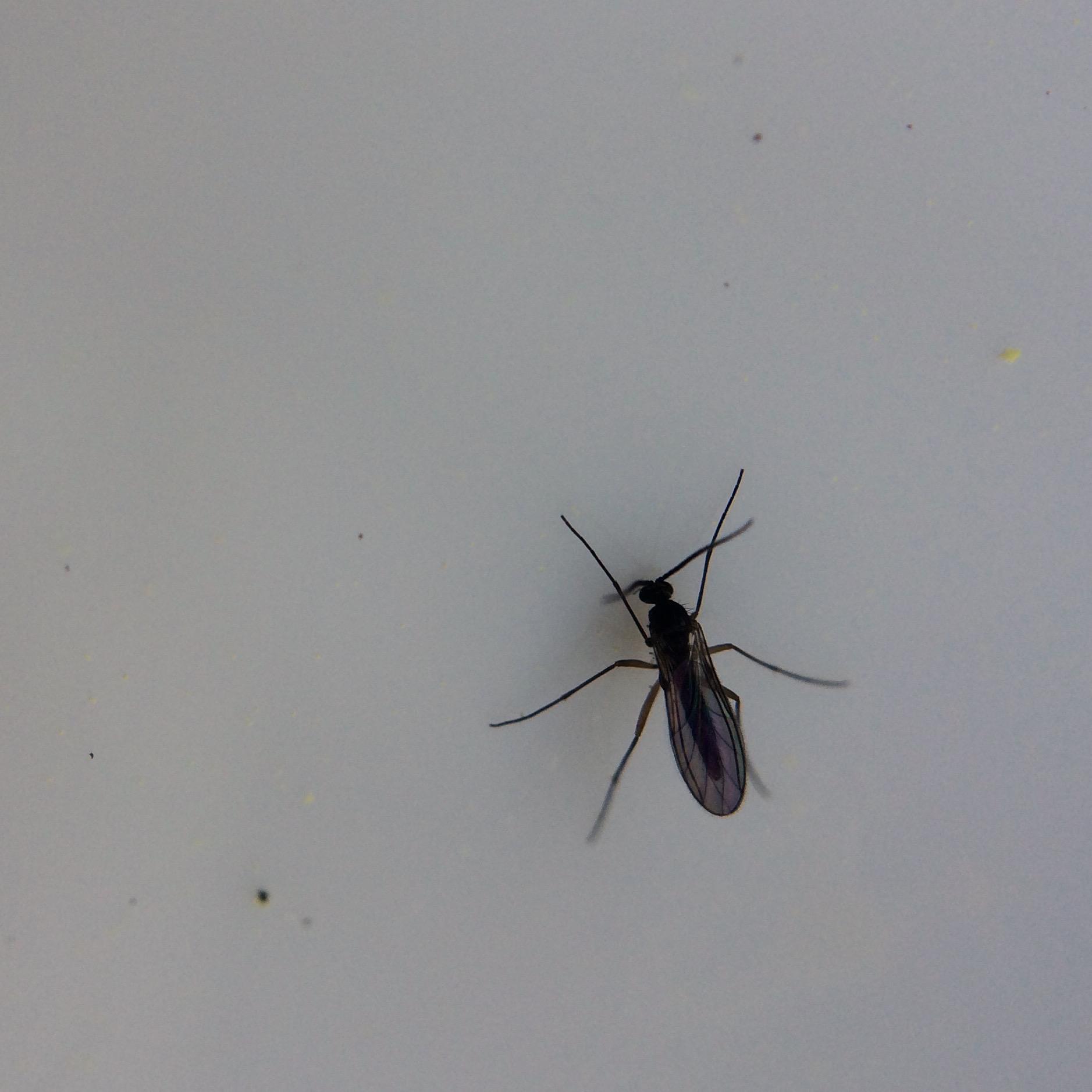 Bottle Lake Forest – Wetland, Trip #77 – Critter Club – Journal