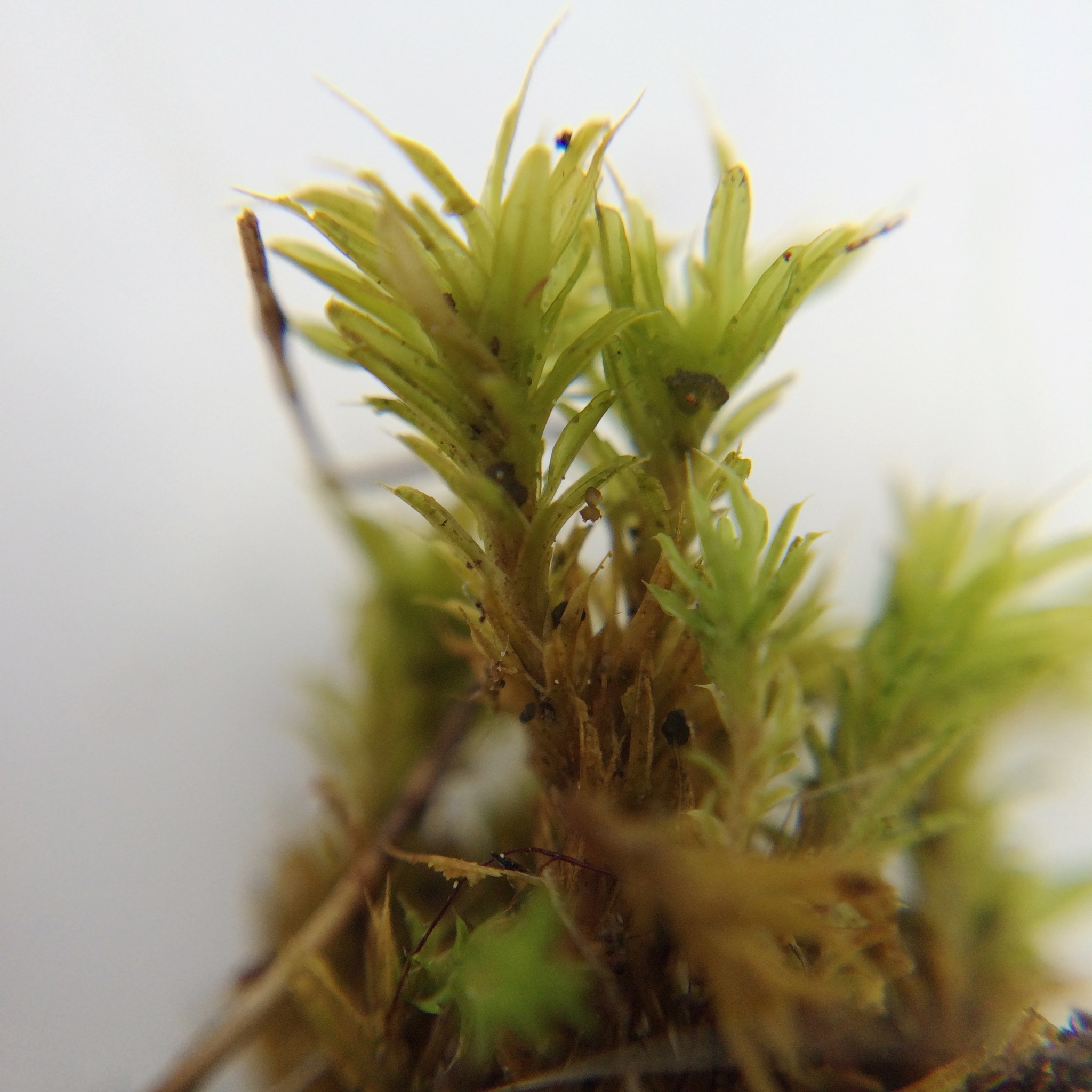 Coronation Hill Reserve, Trip #81 – Critter Club – Journal