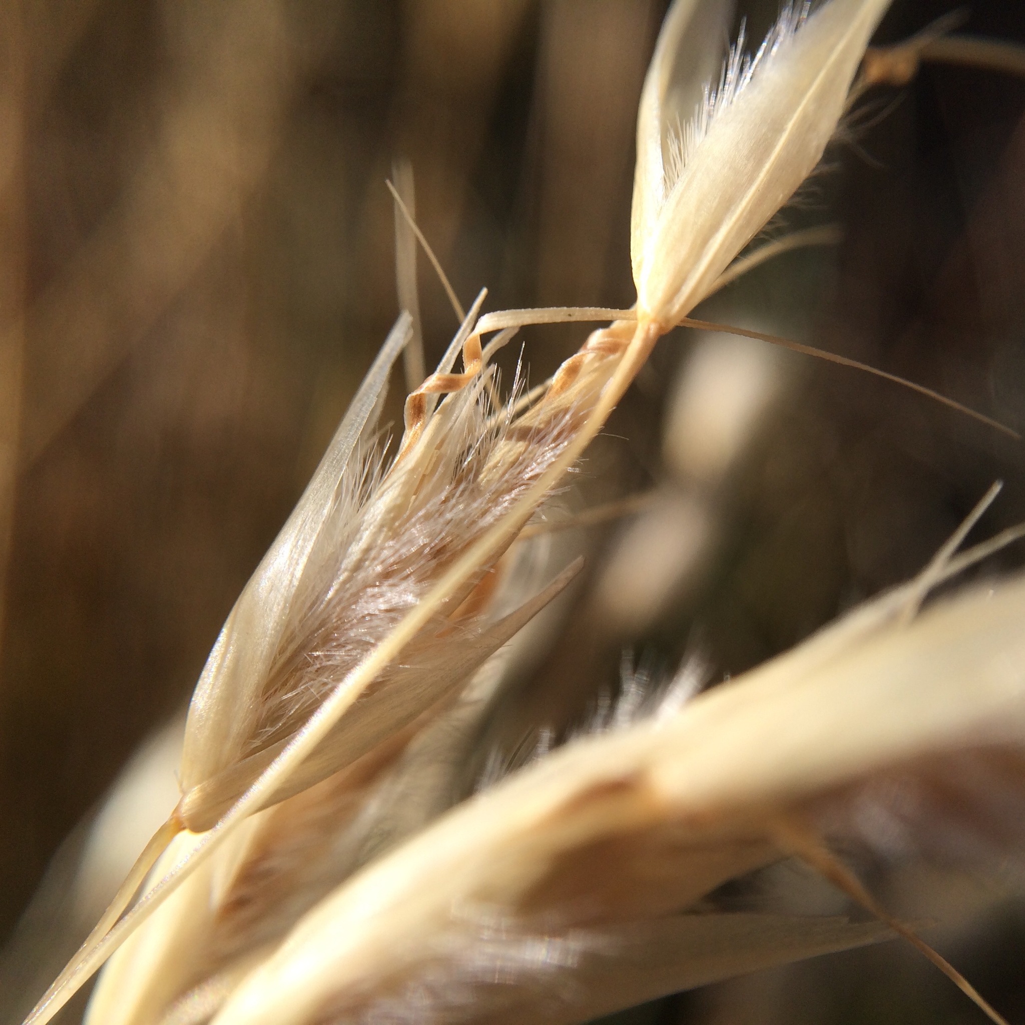 Porters Pass, Trip #89 – Critter Club – Journal