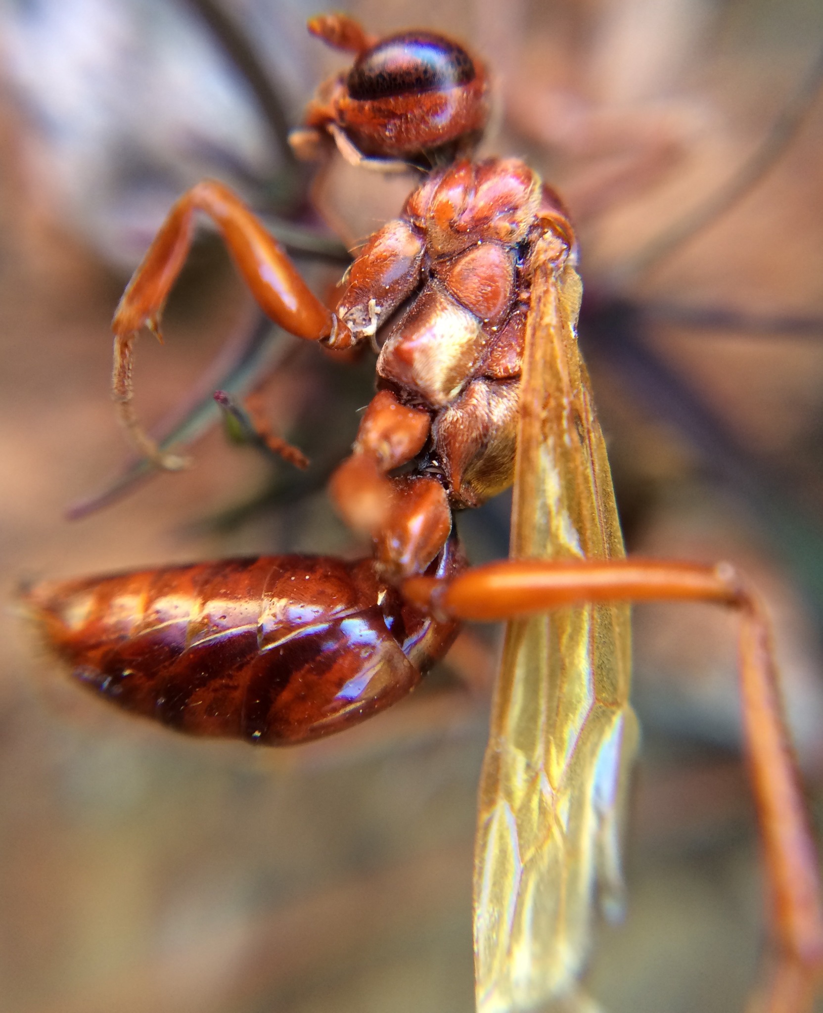 Porters Pass, Trip #89 – Critter Club – Journal