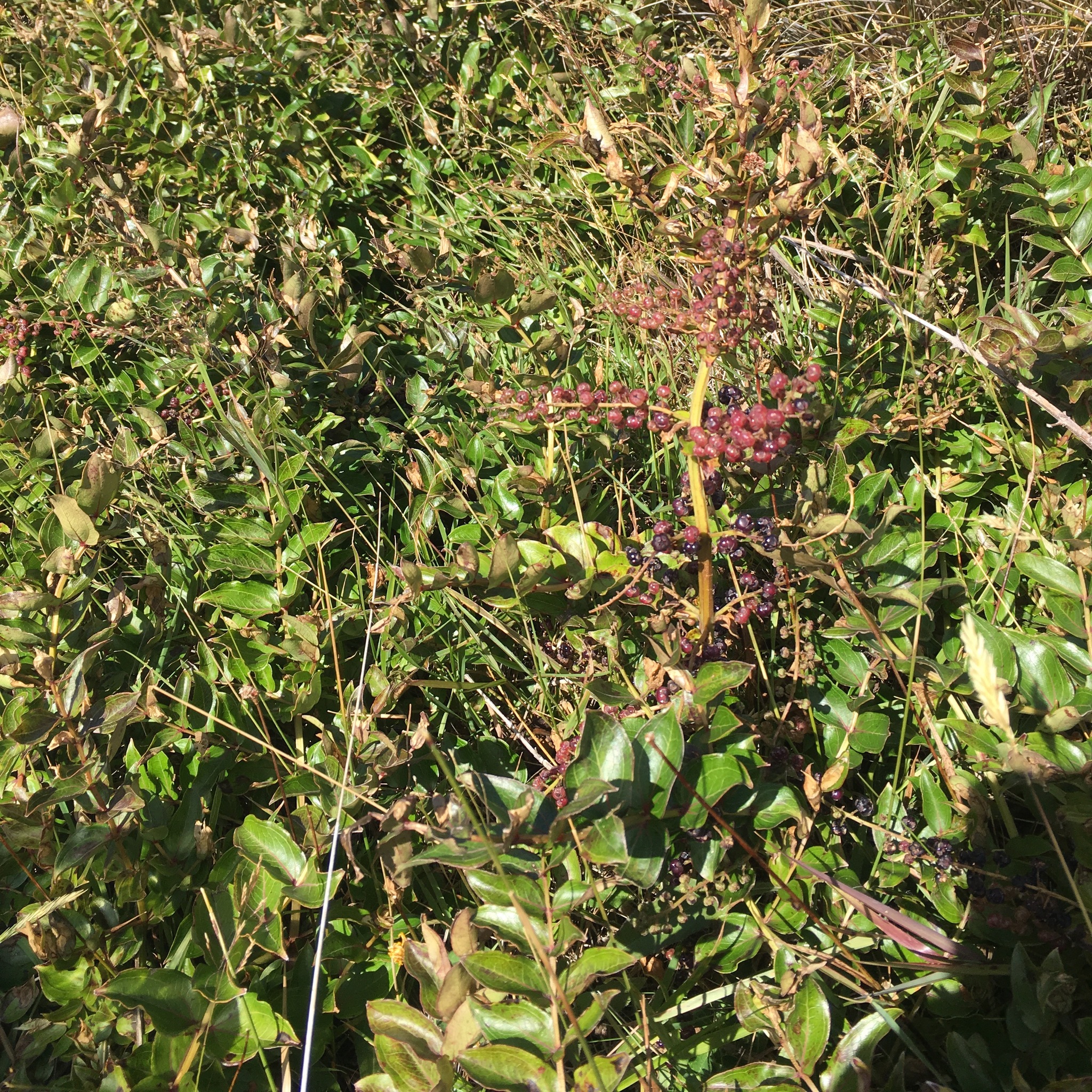 Porters Pass, Trip #89 – Critter Club – Journal