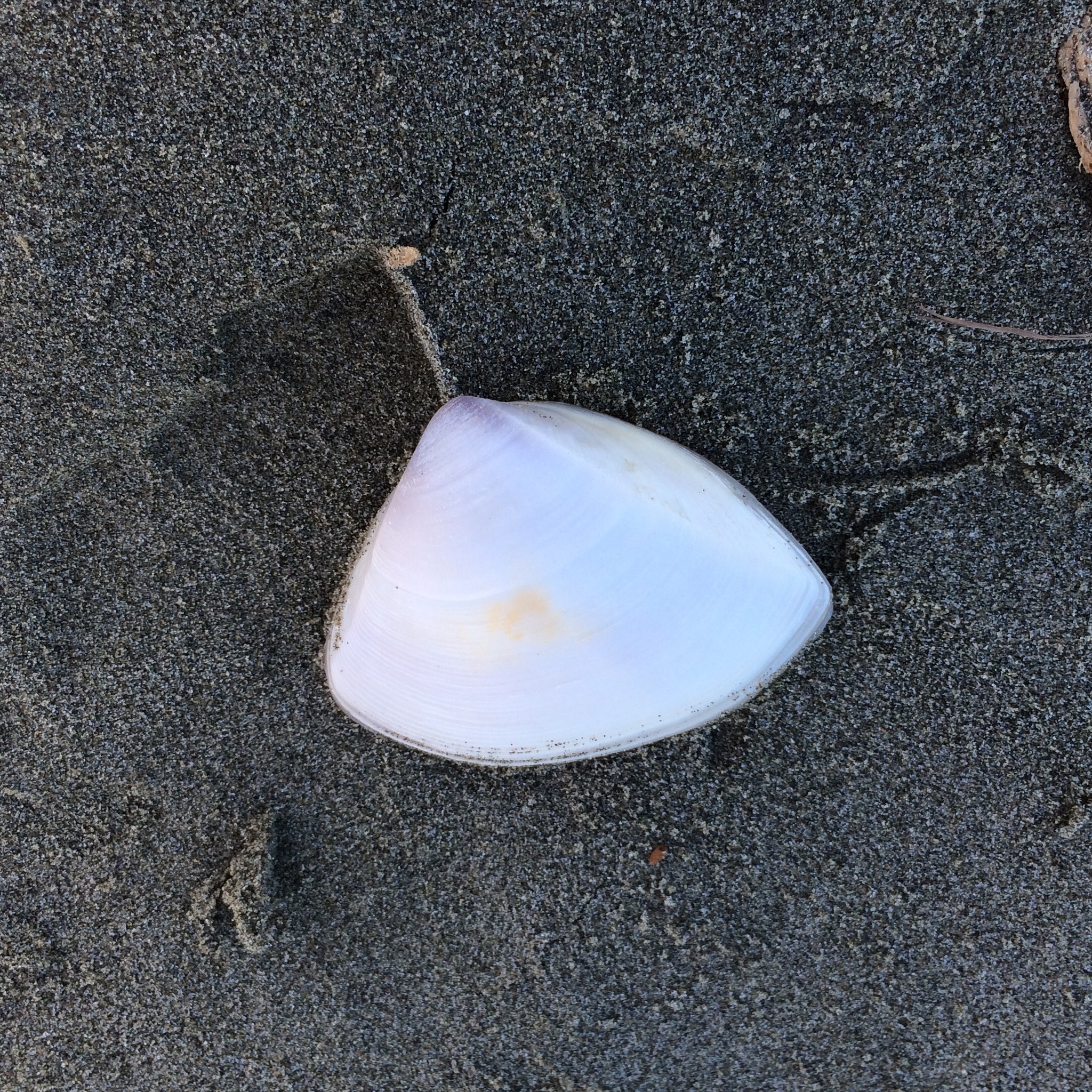 Coast at Southshore Spit, Trip #98 – Critter Club – Journal