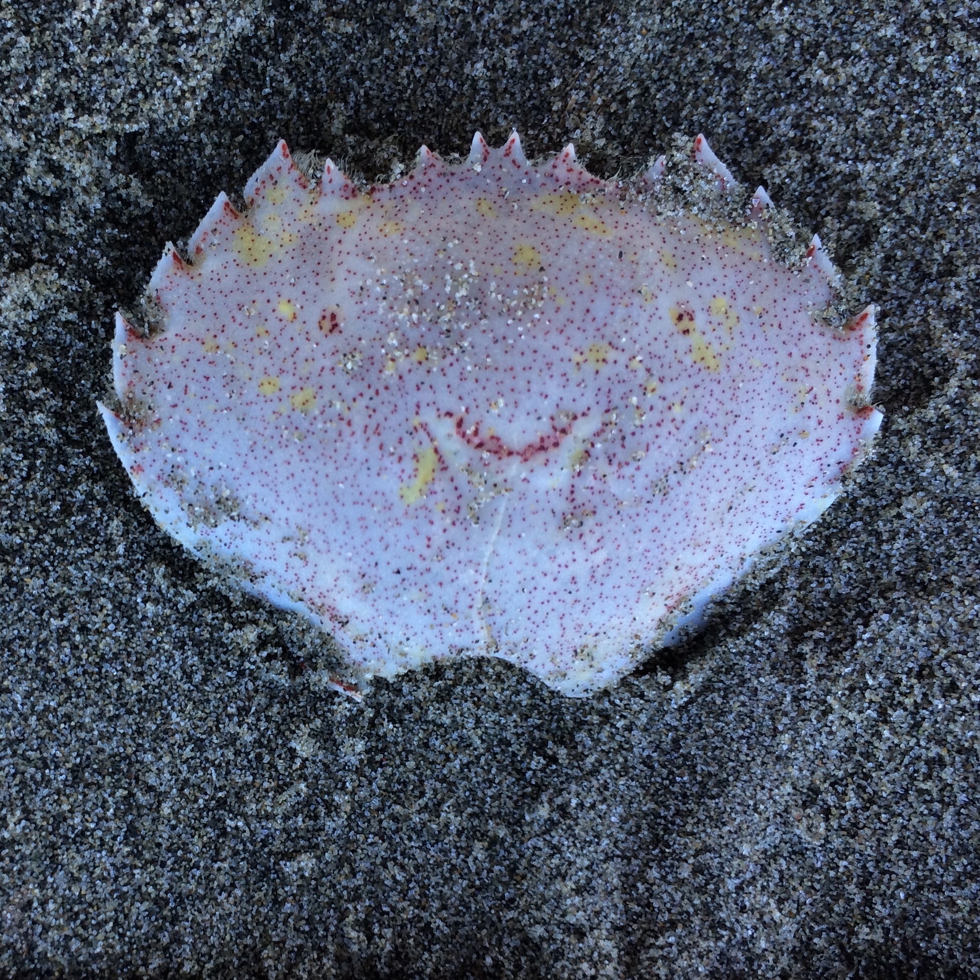 Coast at Southshore Spit, Trip #98 – Critter Club – Journal