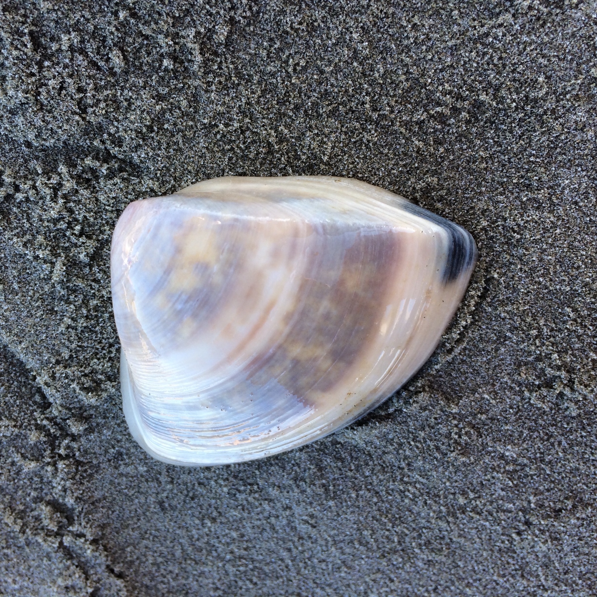 Coast at Southshore Spit, Trip #98 – Critter Club – Journal