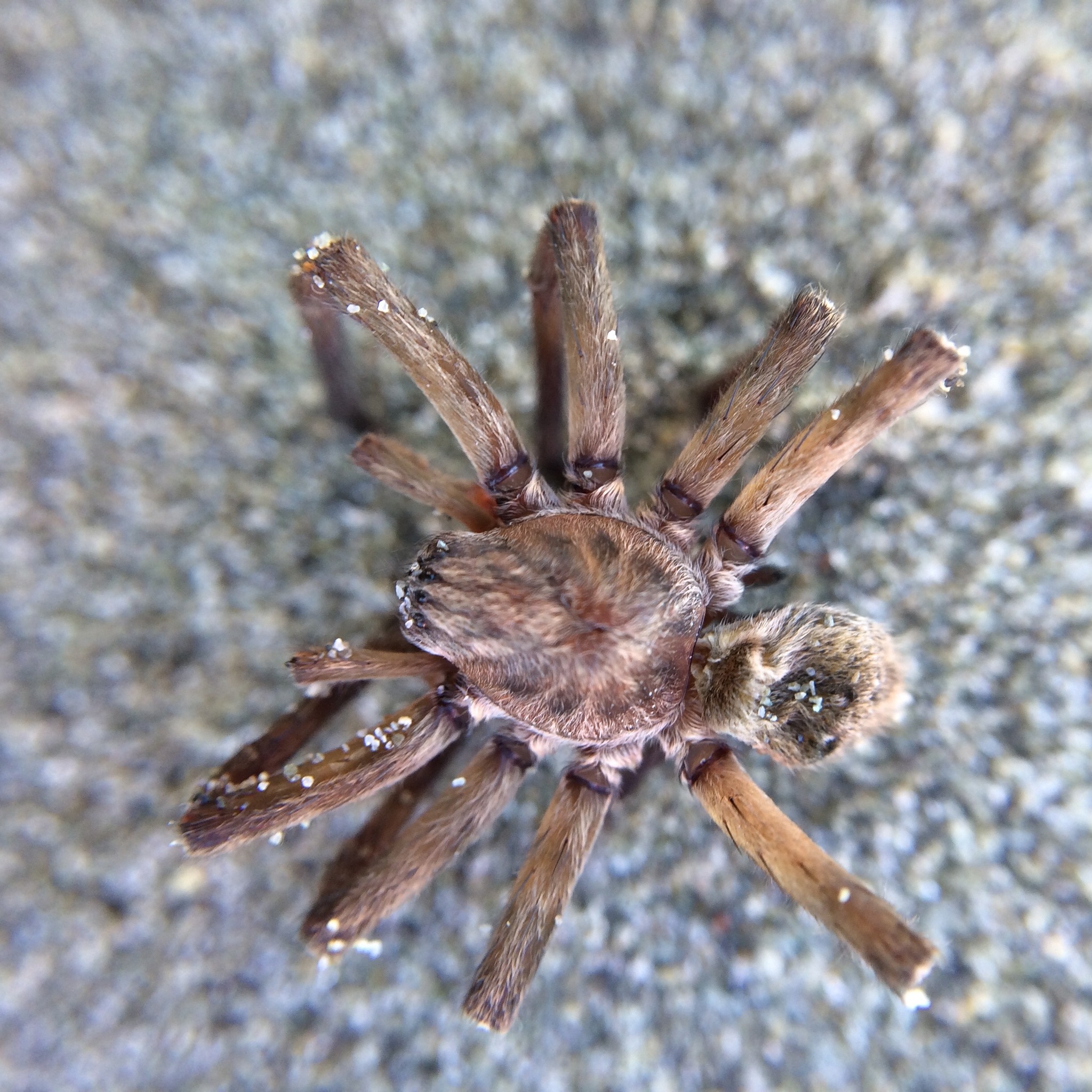 Coast at Southshore Spit, Trip #98 – Critter Club – Journal