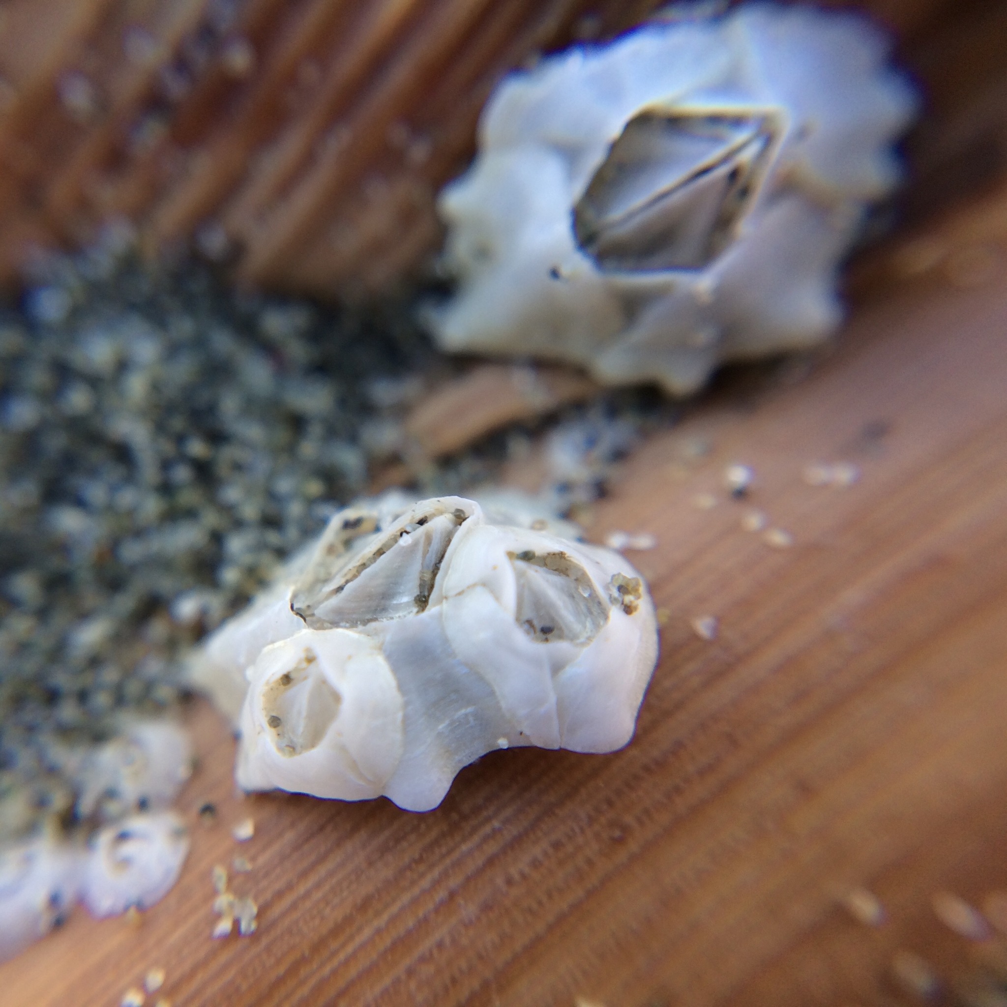 Coast at Southshore Spit, Trip #98 – Critter Club – Journal