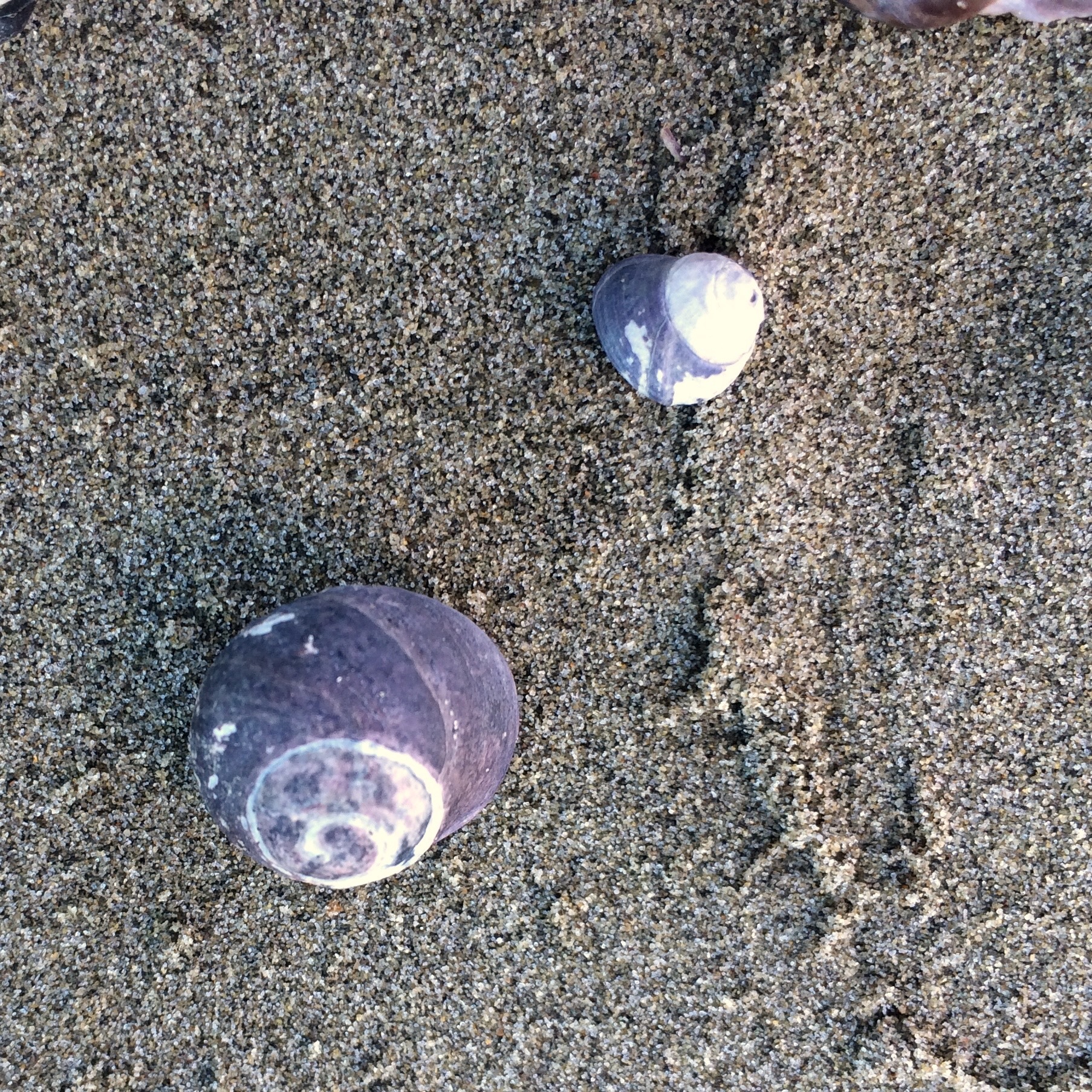 Coast at Southshore Spit, Trip #98 – Critter Club – Journal