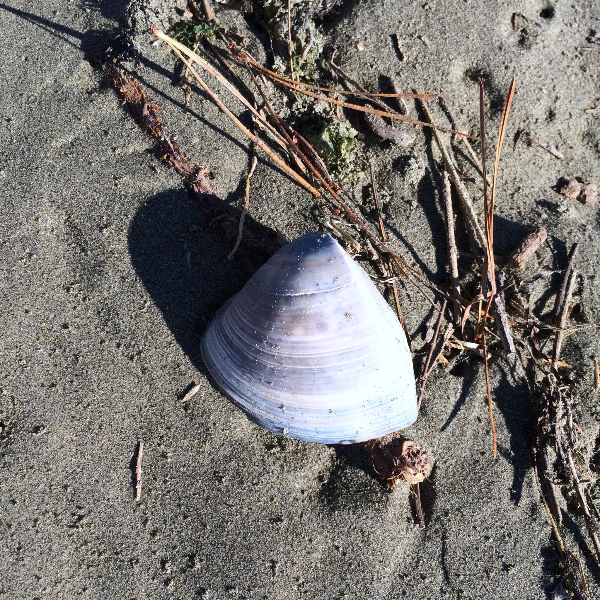 Coast at Southshore Spit, Trip #98 – Critter Club – Journal