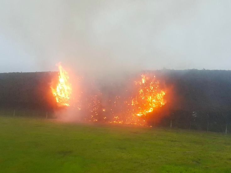 Shock & Awe – Lightning strike sets fire to hedge in New Zealand’s ...