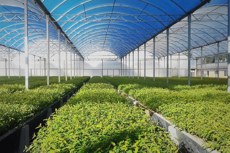 How To Manage Airflow In Greenhouses | Cultivate & Equipment