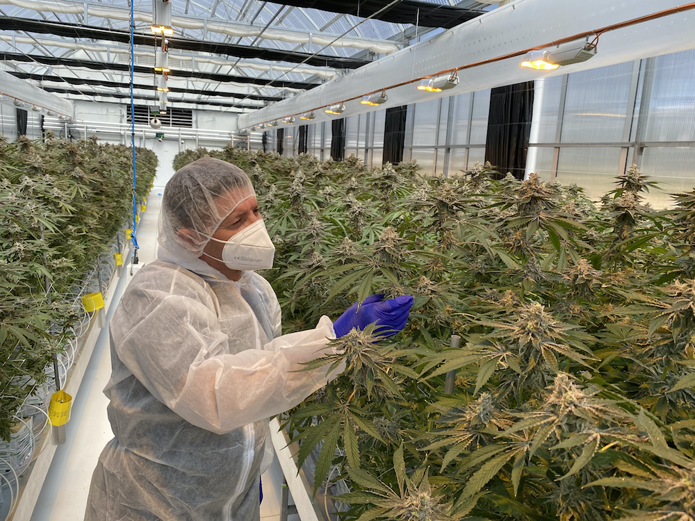 ANTG becomes the first Australian company to ship medicinal cannabis to ...