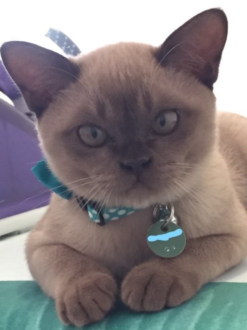 Meet Lilah | Pyothorax in Cats | Vet Specialists