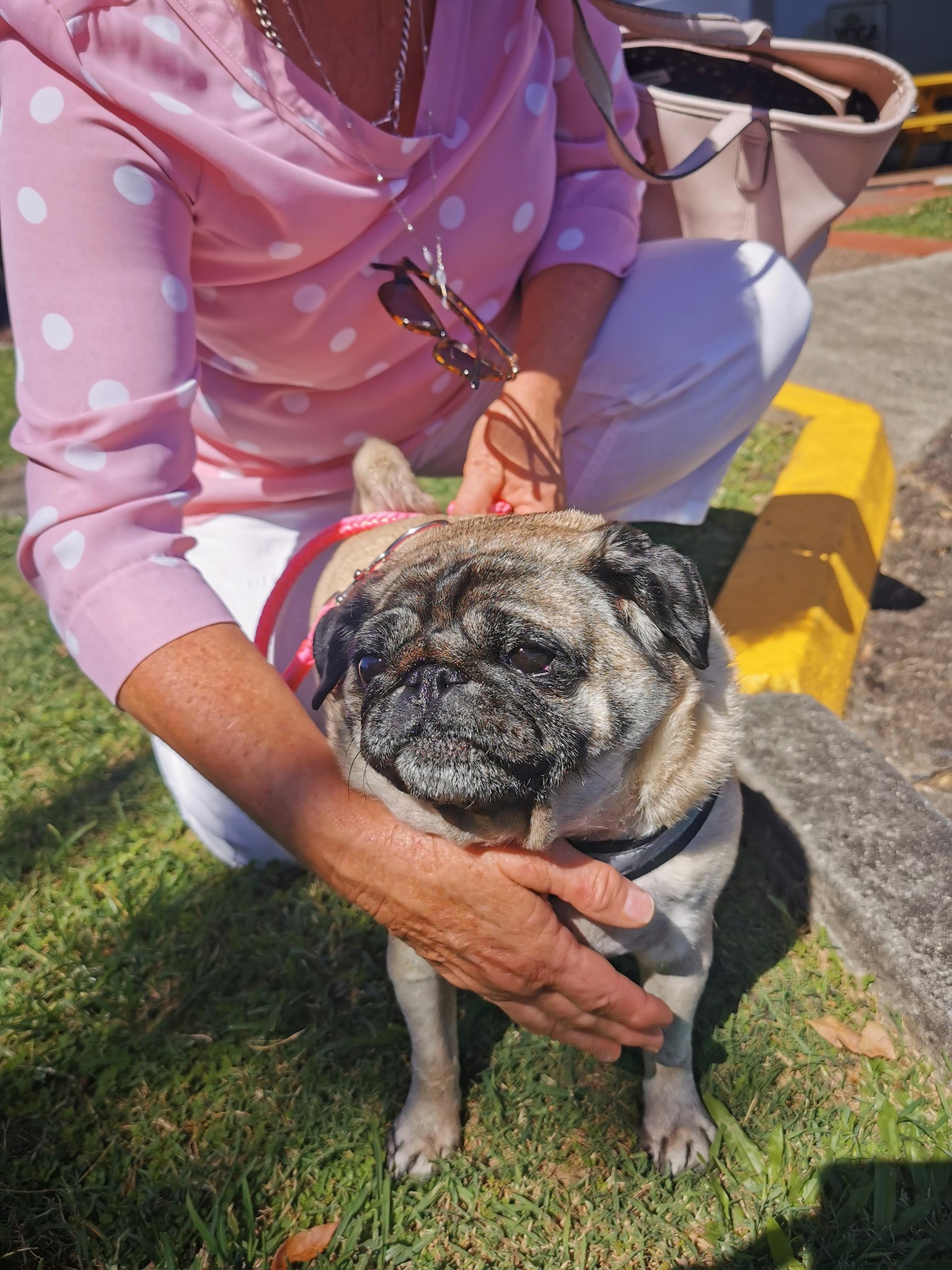 Ivy the Pug and a C2 Fracture | Dog Surgery | Vet Specialist