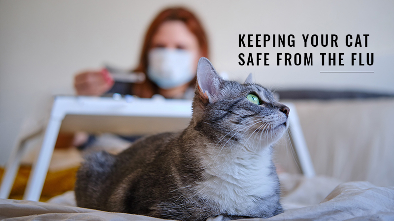 Keeping Your Cat Safe From the Flu | North Road Vet