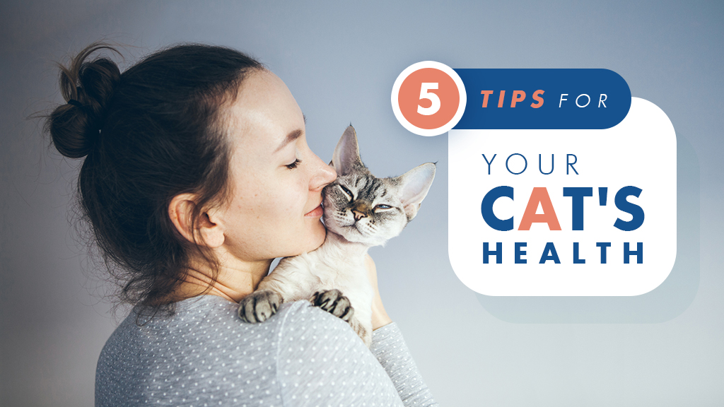 Tips for your Cat's Health | North Road Vet
