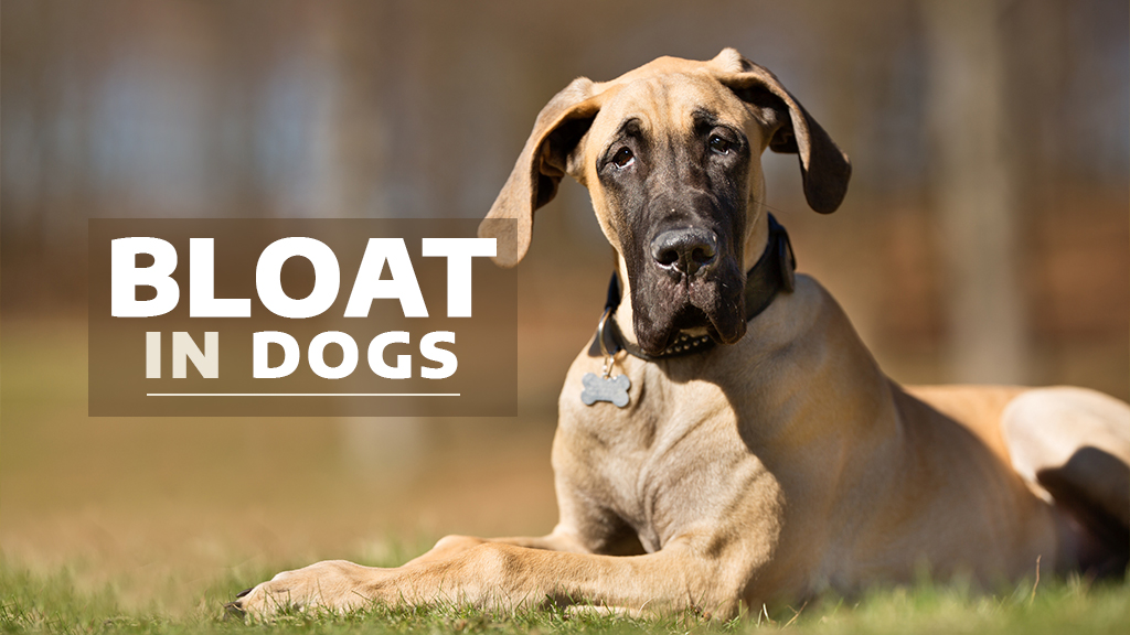 Bloat in Dogs | Symptoms, Treatment and more