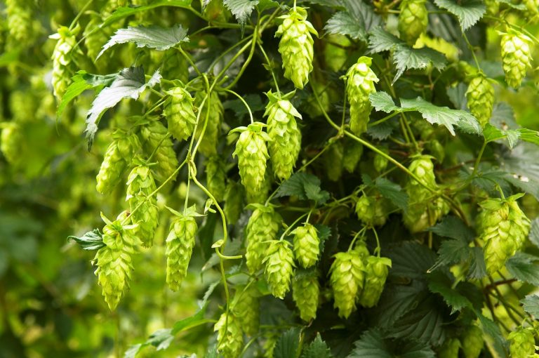 The season of fresh hops - Beer & Brewer