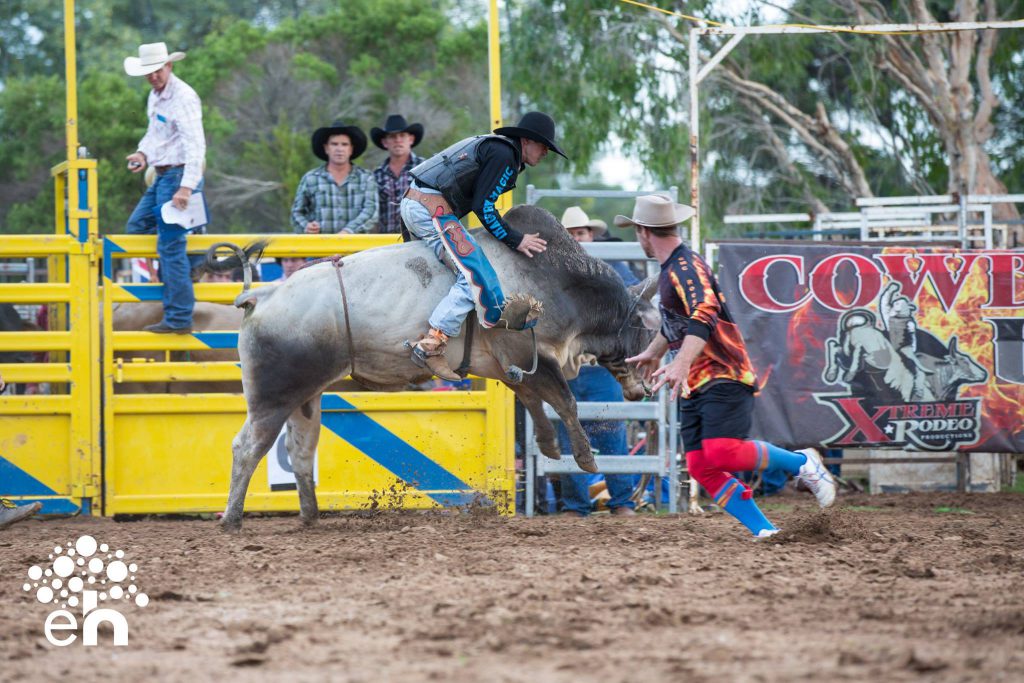 Bulls euthanised at Eatons Hill Hotel rodeo - The Shout