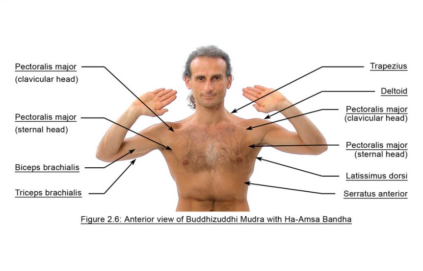 Anatomy and Physiology of Yoga Online Course - Yoga Synergy